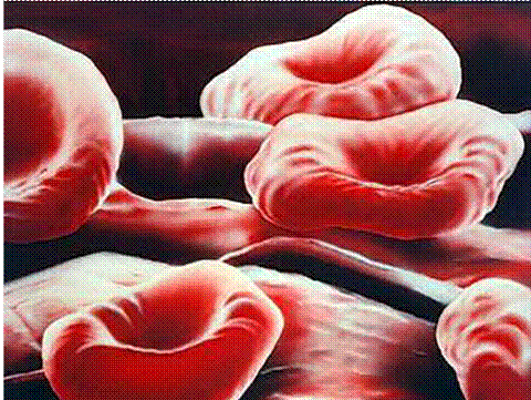 fuzzy panda: The Body